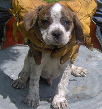 Tag - Adorable Brindle Boggle Boy