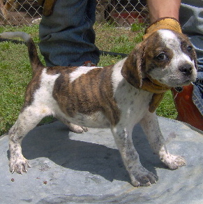 Tag - Adorable Brindle Boggle Boy