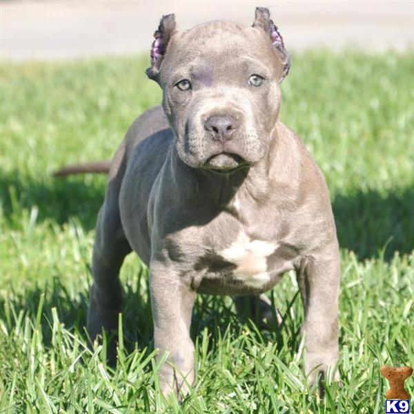 Blue Pitbull Puppies With Cropped Ears