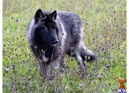 Wolf Dog Puppies for Sale - Unique and Majestic Companions | K9Stud