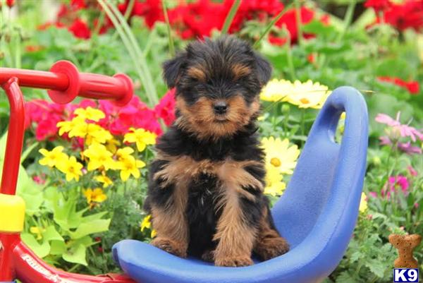 Princess / Yorkie