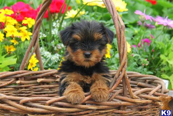 Princess / Yorkie