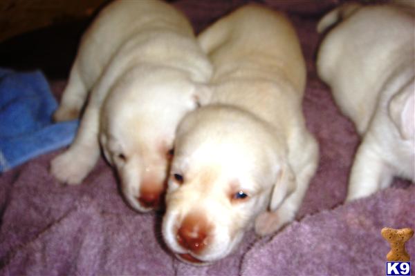 AKC Lab Puppies- White Dudley Labs