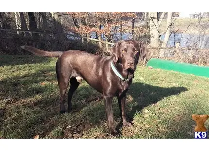 Labrador Retriever Stud Dog: COPPER 3 Years old