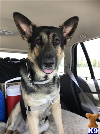 German Shepherd Stud Dog: Sam 8 Years old