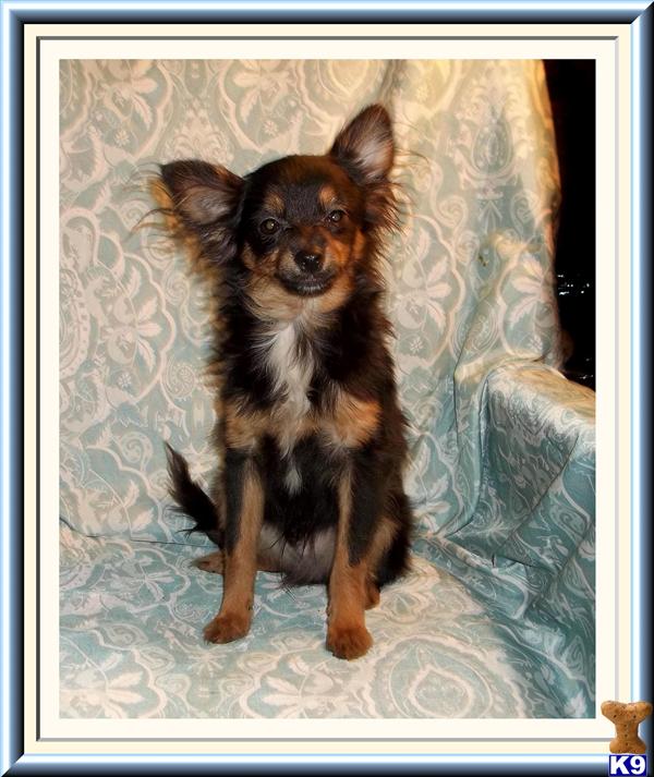 Beautiful Little Male Chipoo