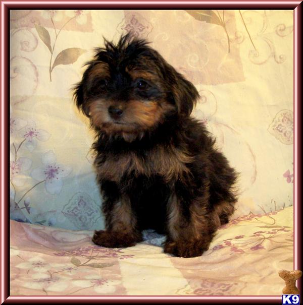 Handsome Little Male Yorkie Puppy