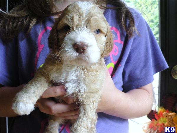 Clumberdoodle/Clumberpoo Puppies....