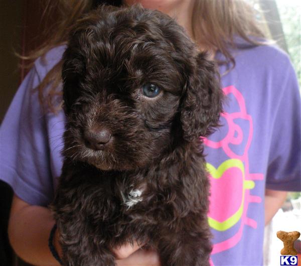 Clumberdoodle/Clumberpoo Puppies....