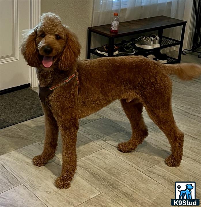 Poodle Stud Services - Toy, Standard & Miniature Poodle Studs