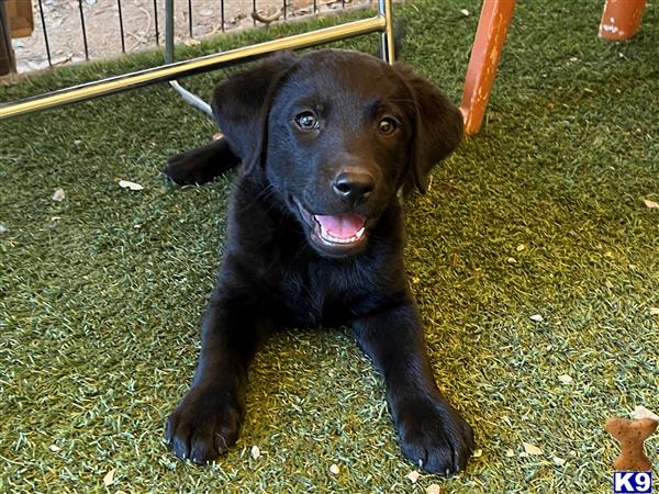 Black Labrador Male - Started Crate Training