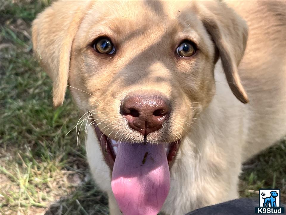 Labrador Retriever Puppies for Sale - Friendly and Loyal Companions | K9Stud