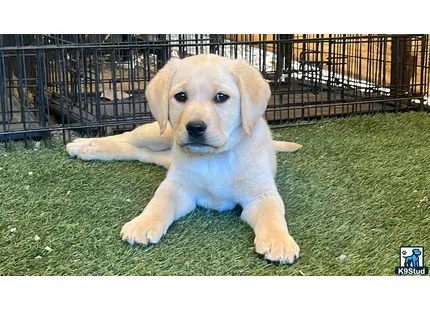 Find Puppies for Sale in California - Diverse Breeds Available | K9Stud