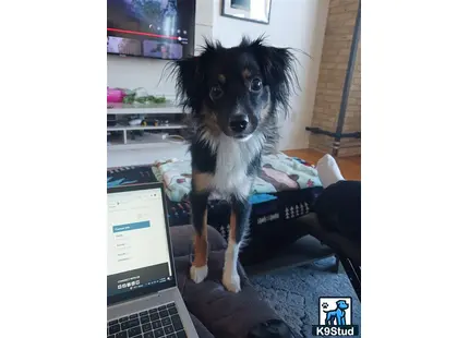 Females Looking for Stud - Connect for Responsible Breeding | K9Stud