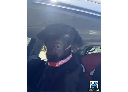 Females Looking for Stud - Connect for Responsible Breeding | K9Stud