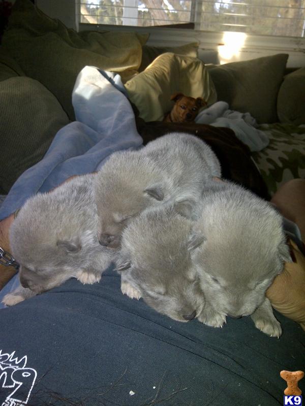 Rare color Blue fawn wolf dog pups