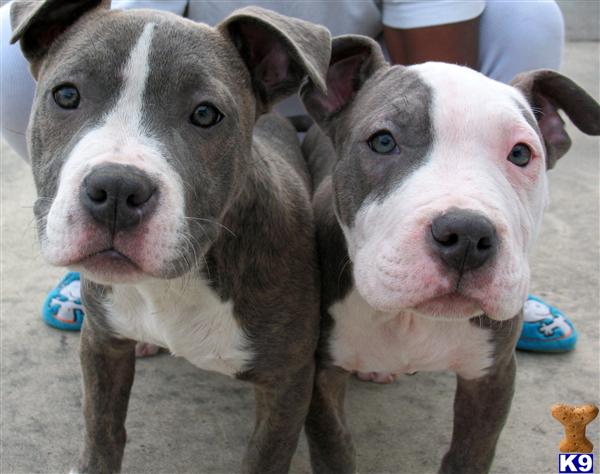 Blue Nose Razor Edge Brindle