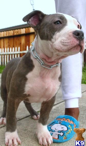 Blue Nose Razor Edge Brindle