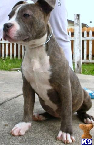 Blue Nose Razor Edge Brindle