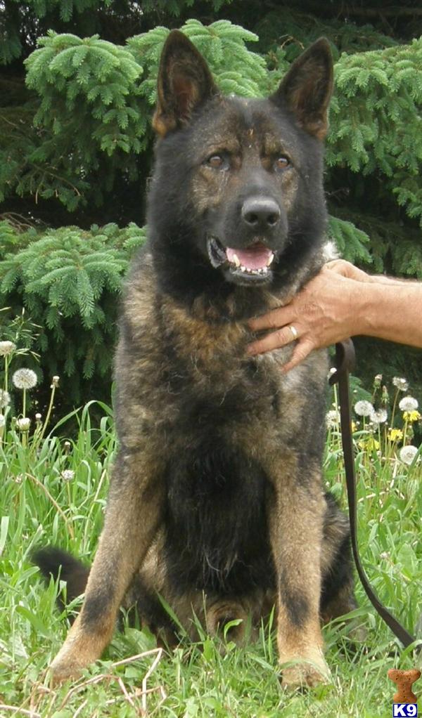 Congo Vikar Faro Policia Grandson 20 Years old