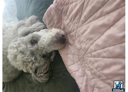 Females Looking for Stud - Connect for Responsible Breeding | K9Stud