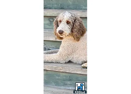 Poodle Stud Services - Toy, Standard & Miniature Poodle Studs