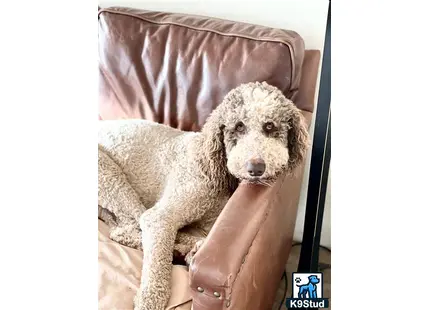 Poodle Stud Services - Toy, Standard & Miniature Poodle Studs
