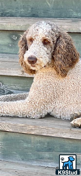 Poodle Stud Services - Toy, Standard & Miniature Poodle Studs