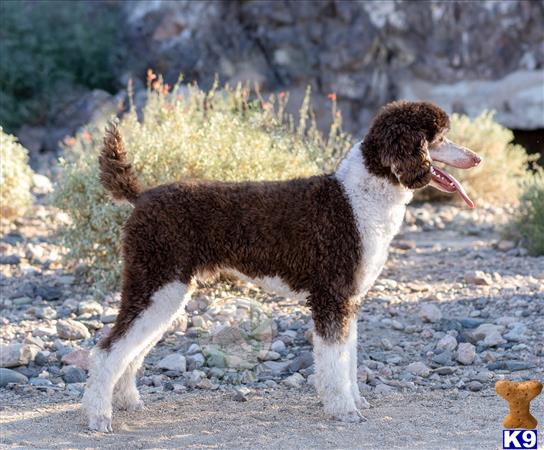 Poodle Stud Dog: Mando 3 Years old