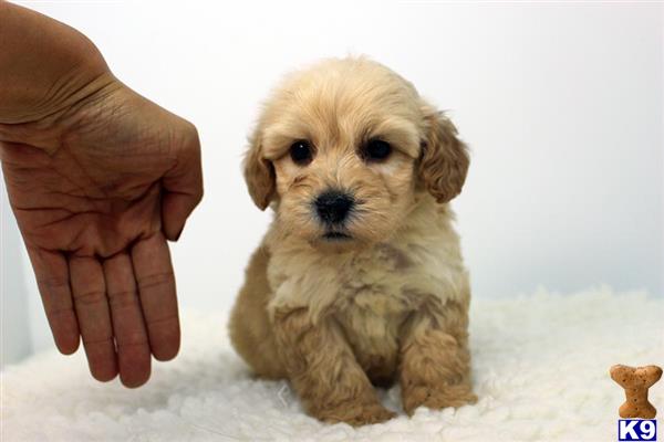 Storm - Toy Maltipoo Puppy Available