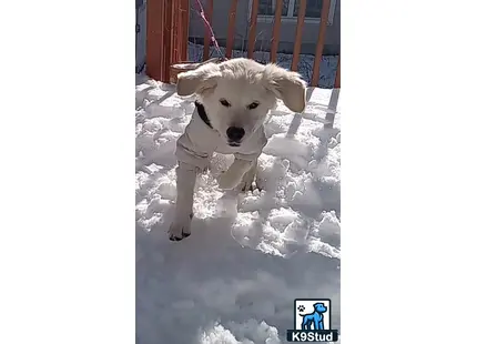 Females Looking for Stud - Connect for Responsible Breeding | K9Stud