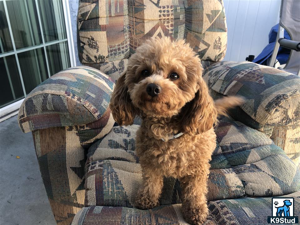 Poodle Stud Services - Toy, Standard & Miniature Poodle Studs