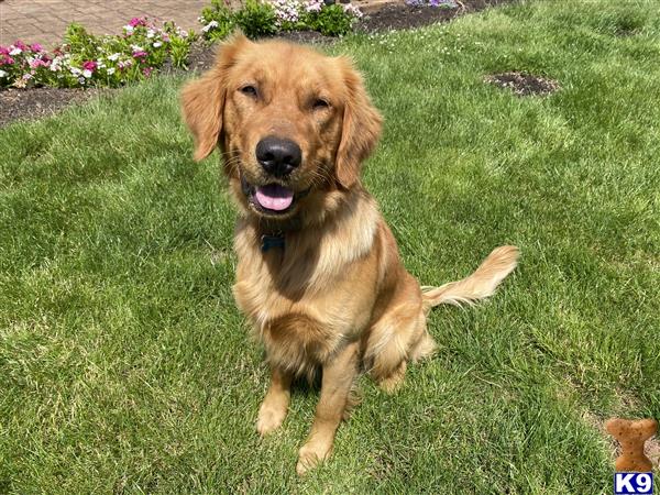Golden Retriever Stud Dog: Reginald Rex II 4 Years old