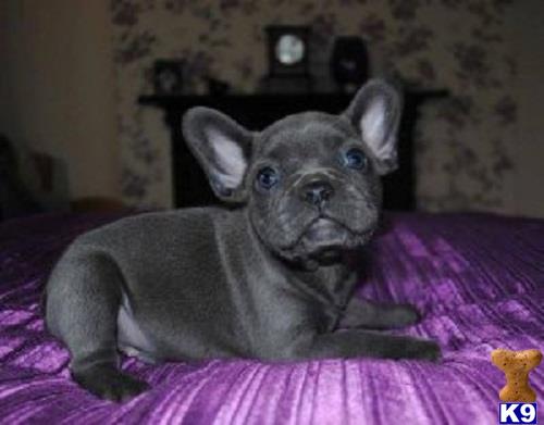 blue frenchies puppies