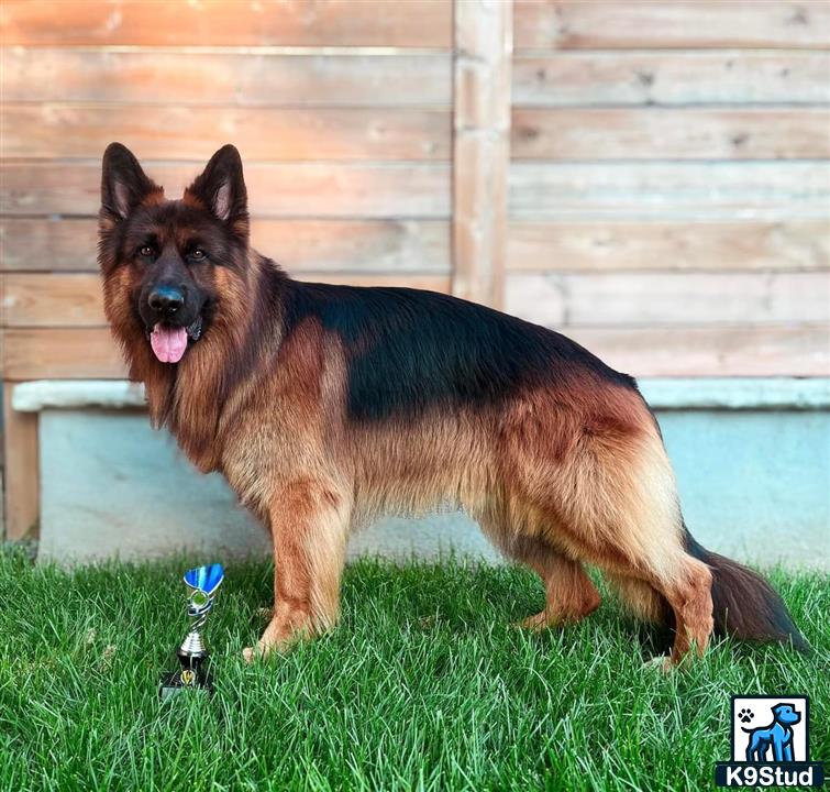 German Shepherd Stud Services | Find Elite Stud Dogs Nationwide