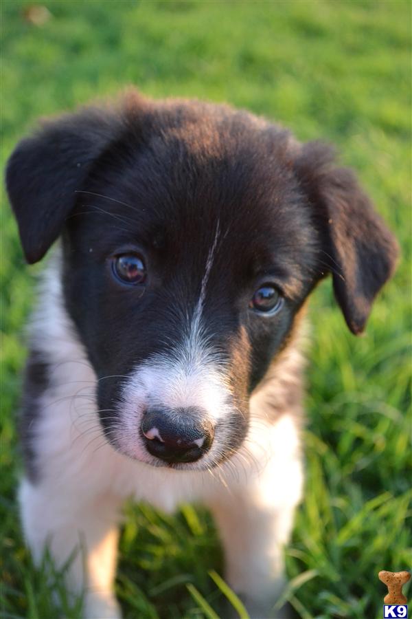 Family/Working ABCA Purebred Border Collie Male