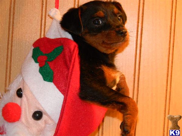 Yorkshire Terrier Puppy for Sale: Torkie 13 Years old