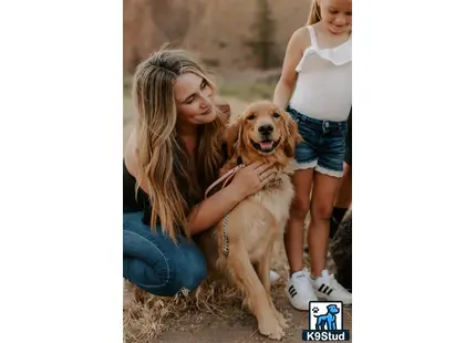 Females Looking for Stud - Connect for Responsible Breeding | K9Stud