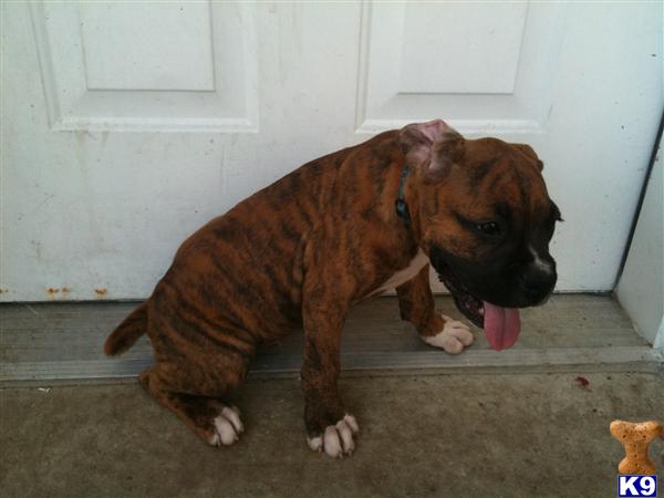 Brindle male boxer puppy- blue collar
