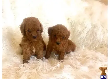 Maltipoo Puppy for Sale: RED COLOR MALTIPOO PUPPY Tel. 9495058192