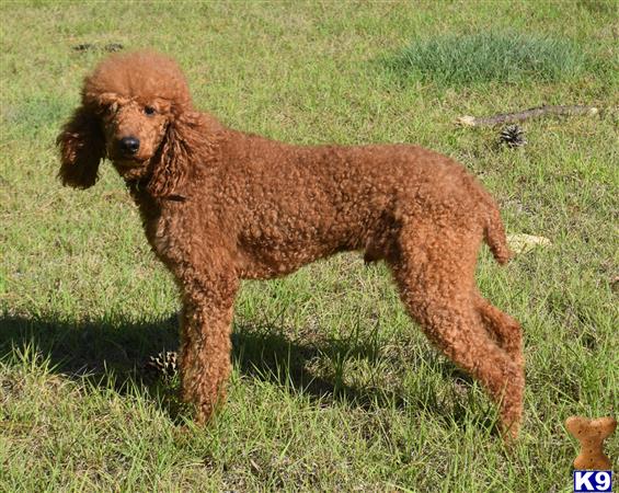 Poodle Stud Dog: Conan 5 Years old