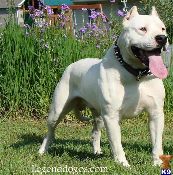 HUGE dogo pups Mom 100lbs, dad 120lbs both very fi