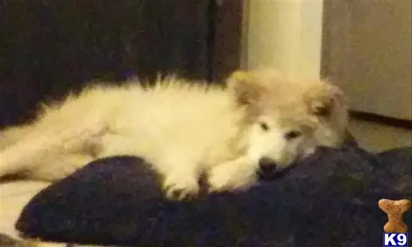 Wolf Dog Puppy for Sale: BLUE SILVER WOLF CUBS DUE