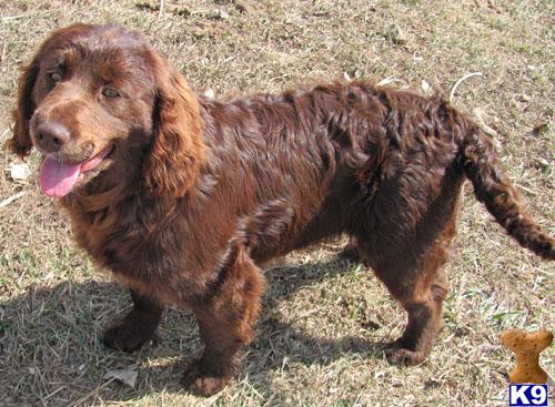 Cocoa, Dakota Sport Retriever