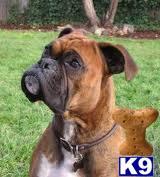 Brus Boxing Coach 17 Years old