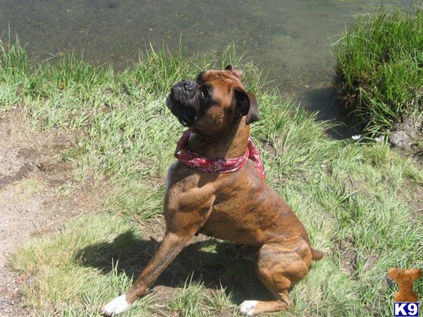 Brus Boxing Coach 17 Years old