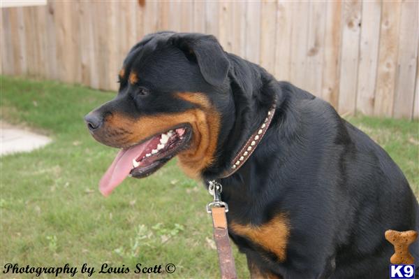 Kujo Von Grutenblick 15 Years old