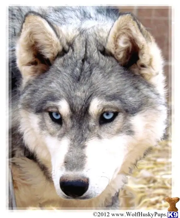 Wolf Dogs K9Stud Homepage