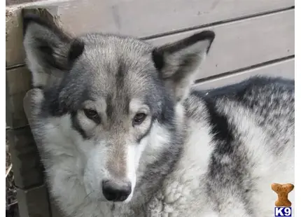 Wolf Dog Puppies for Sale - Unique and Majestic Companions | K9Stud