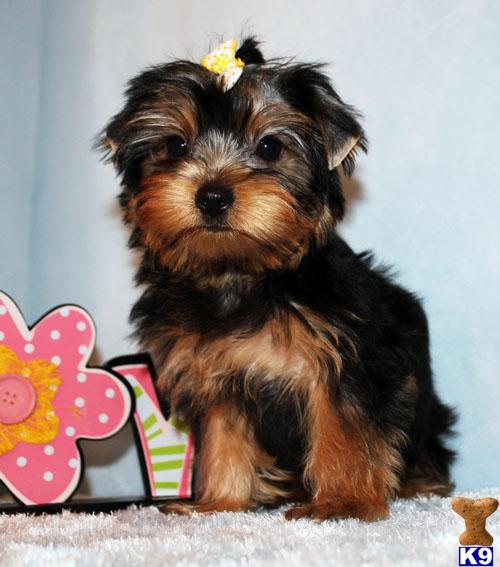 Toy Yorkie Puppy Girl Easter